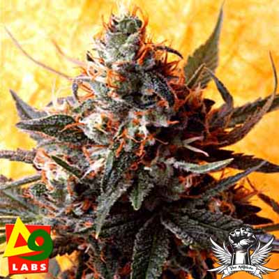 Double Kush | Chosen Seeds Worldwide Delivery Of Cannabis Seeds