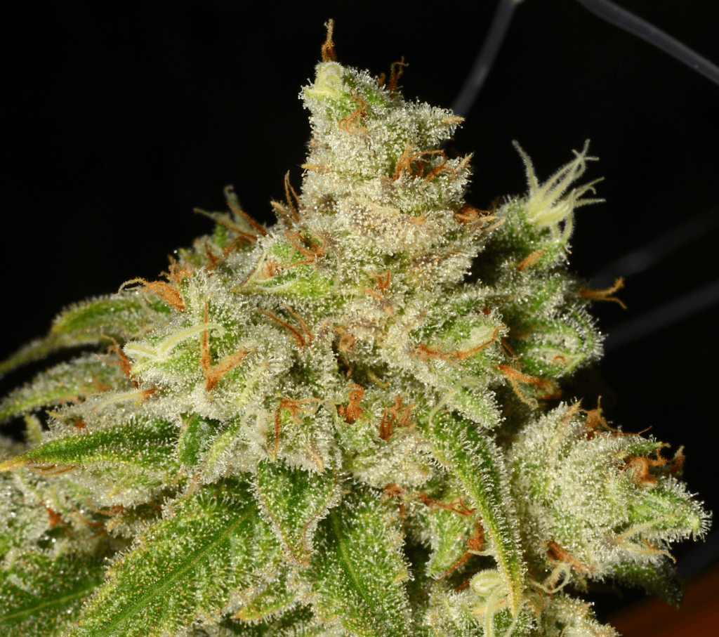 Holy Roller | Chosen Seeds Worldwide Delivery Of Cannabis Seeds