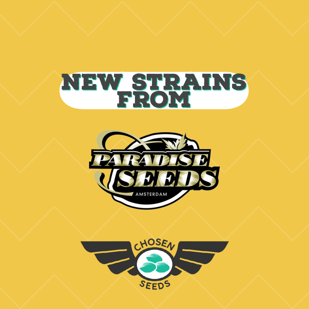 New Strains From Paradise Seeds | Chosen Seeds Worldwide Delivery Of ...