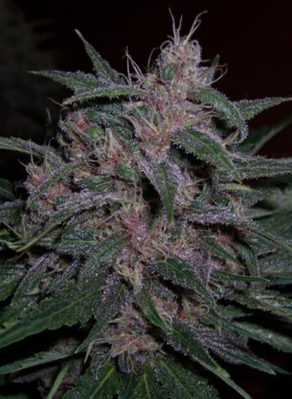 Original Blueberry | Chosen Seeds Worldwide Delivery Of Cannabis Seeds
