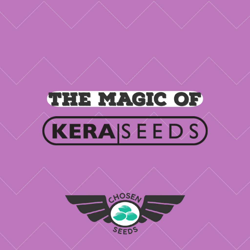 Why Kera Seeds Should Be On Your Bean-Hunting Radar | Chosen Seeds ...