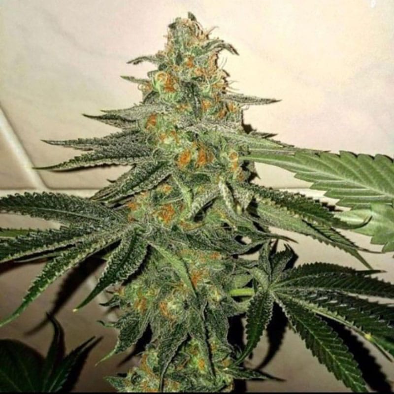 Forbidden Fruit Cake | Chosen Seeds Worldwide Delivery Of Cannabis Seeds