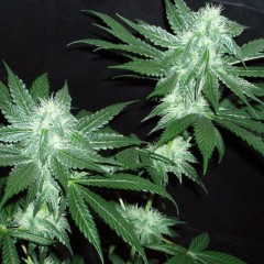 Italian ice | Chosen Seeds Worldwide Delivery Of Cannabis Seeds