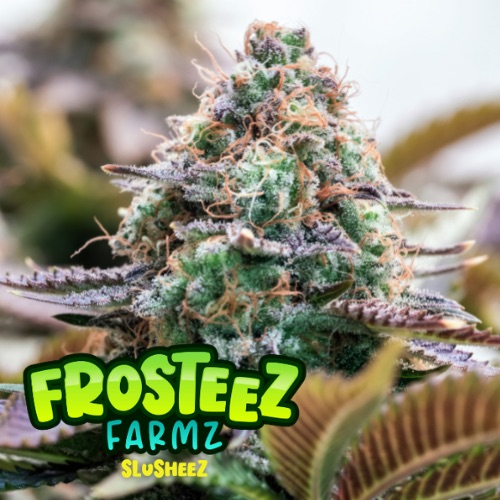 Slusheez | Chosen Seeds Worldwide Delivery Of Cannabis Seeds